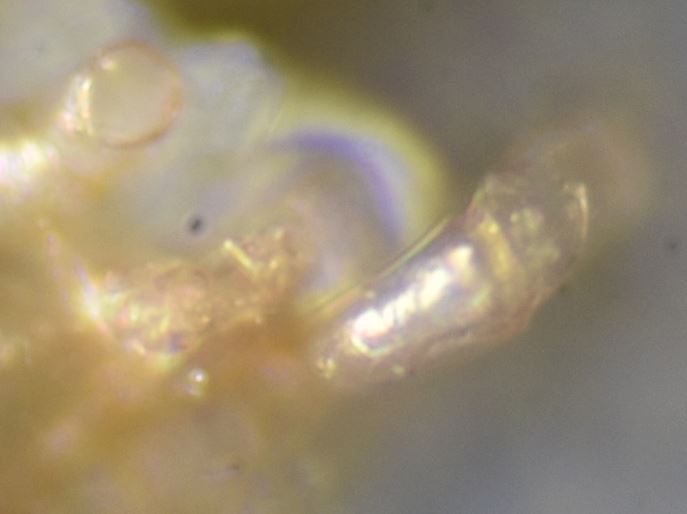 Fossil inside geode? At least it looks good! - Micro-paleontology - The ...