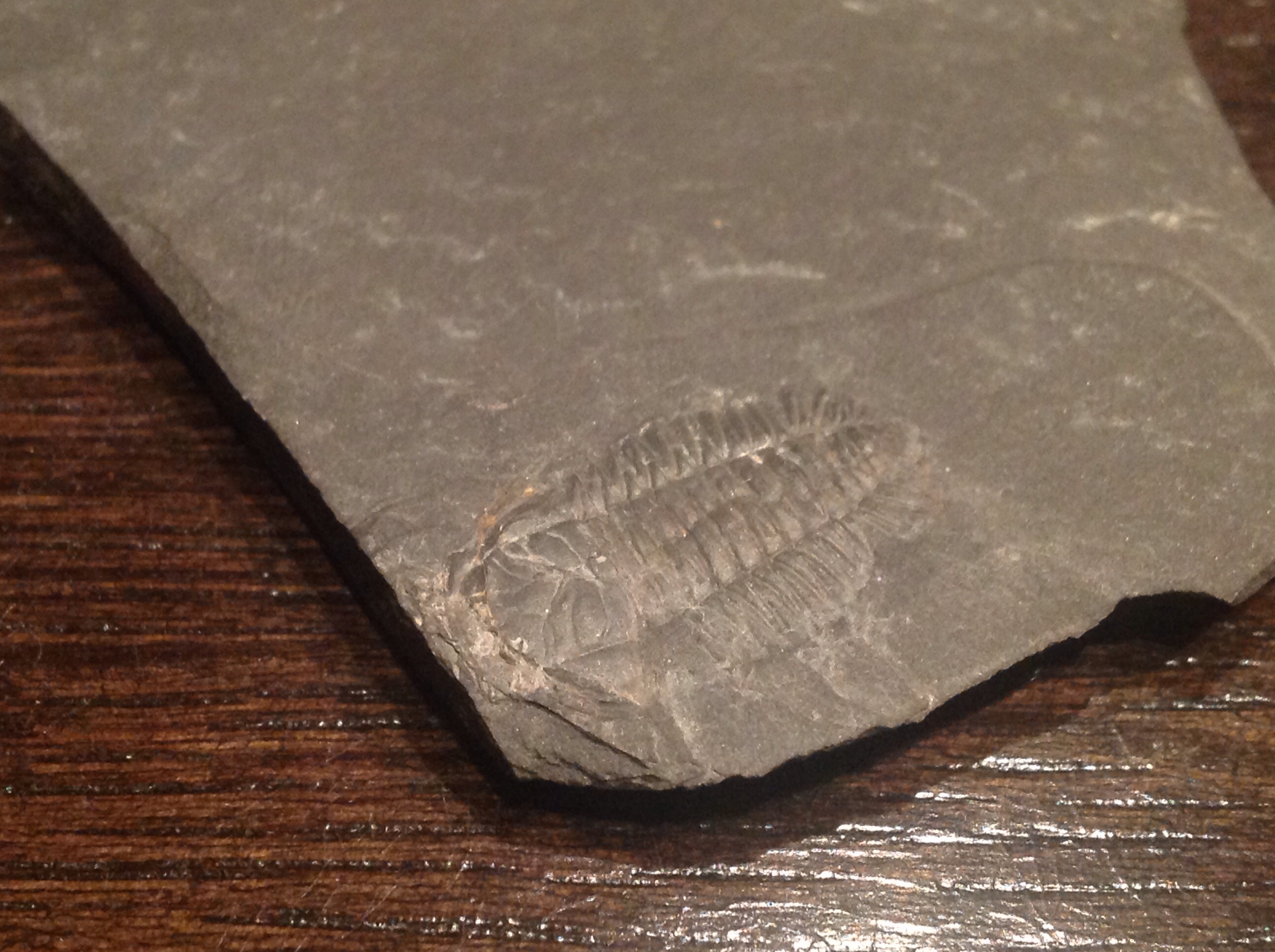 Triarthrus finds - Fossil Hunting Trips - The Fossil Forum