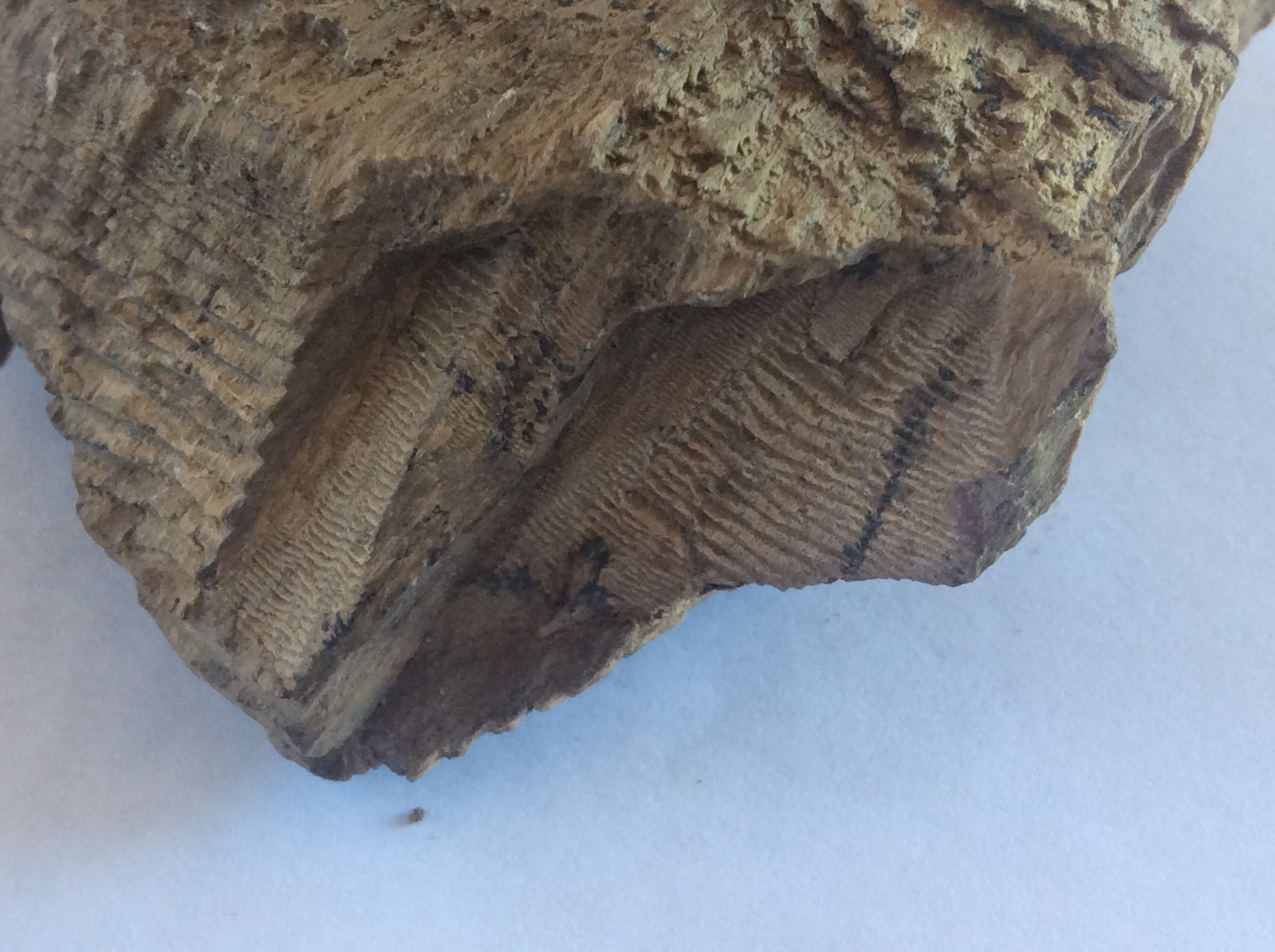 Is this a fossil - Fossil ID - The Fossil Forum