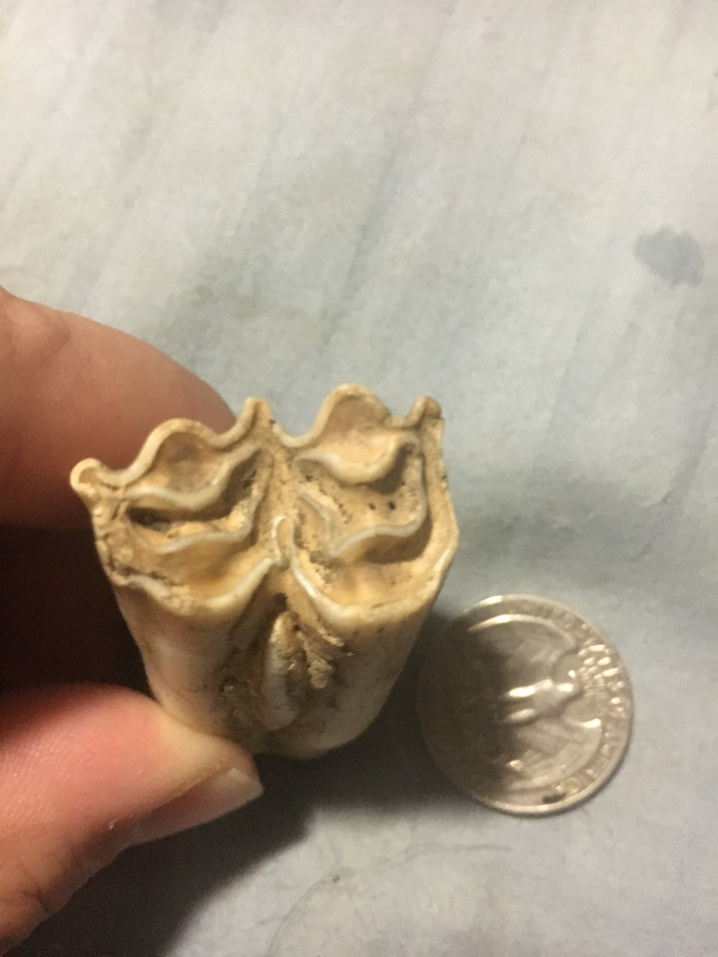 Large tooth? - Fossil ID - The Fossil Forum