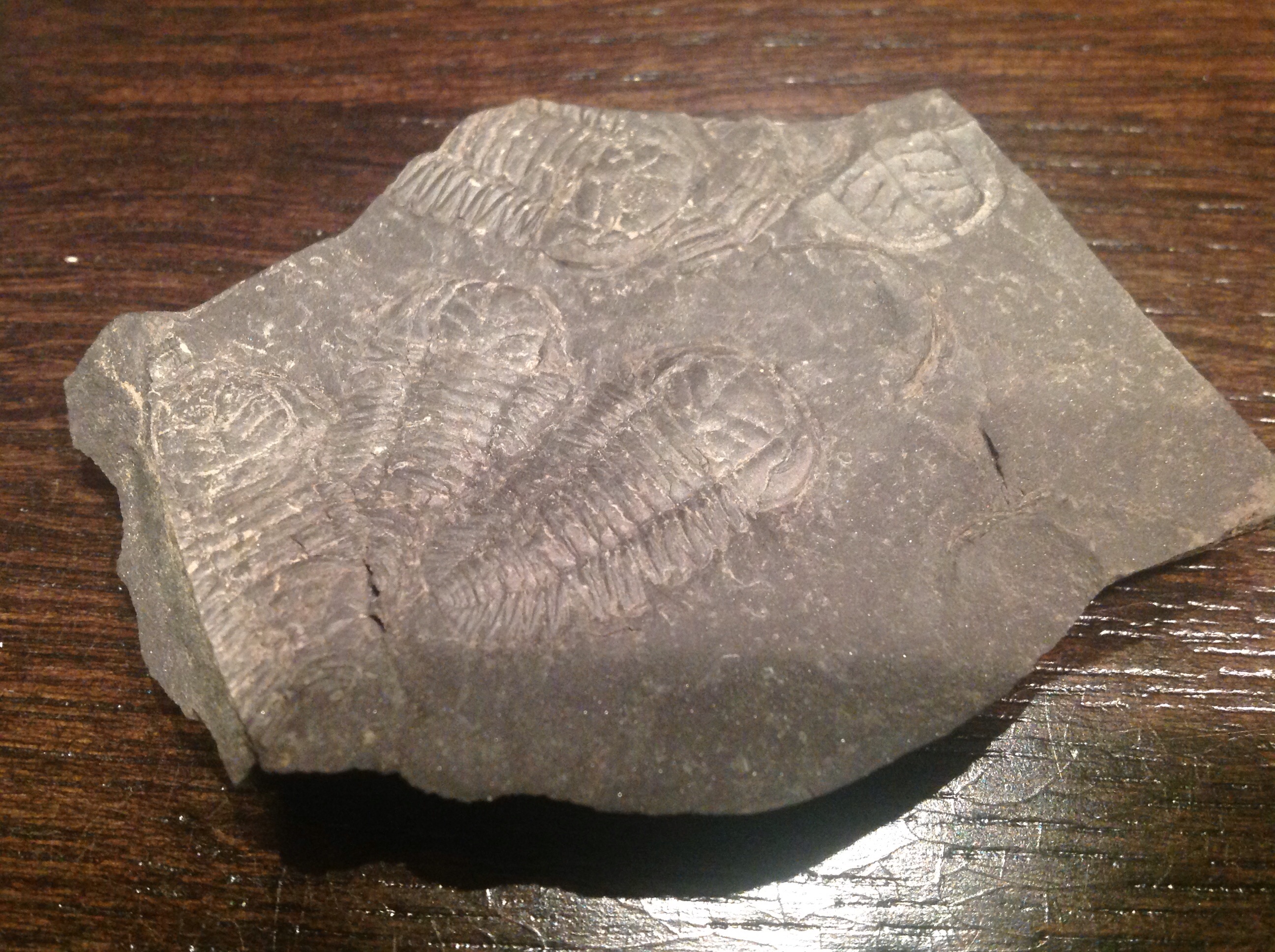 Triarthrus finds - Fossil Hunting Trips - The Fossil Forum