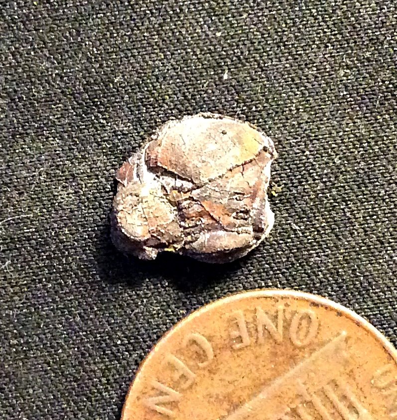 Partial Greenops Cephalon Preserved in Pyrite from Penn Dixie - Member ...