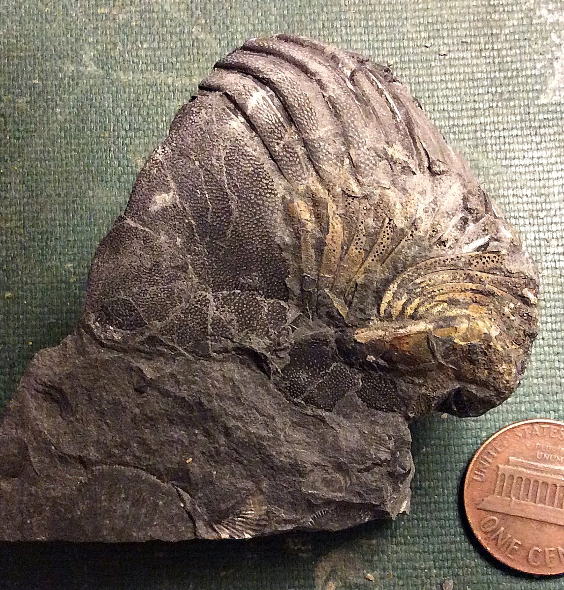 Coiled Dipleura Trilobite from Deep Springs Road - Member Collections ...