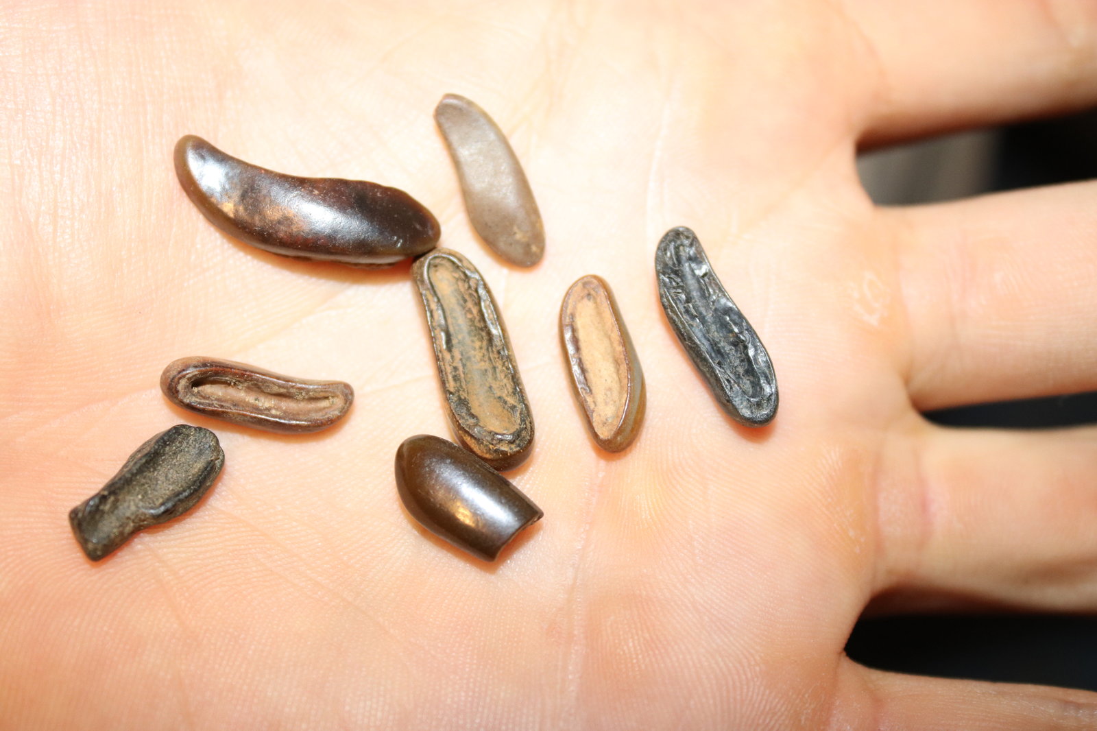 Crushing Fish Teeth - Member Collections - The Fossil Forum