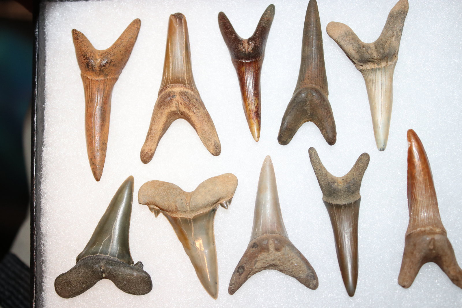 Goblin Shark Teeth New Jersey Goblin Shark Teeth Scapanorhynchus