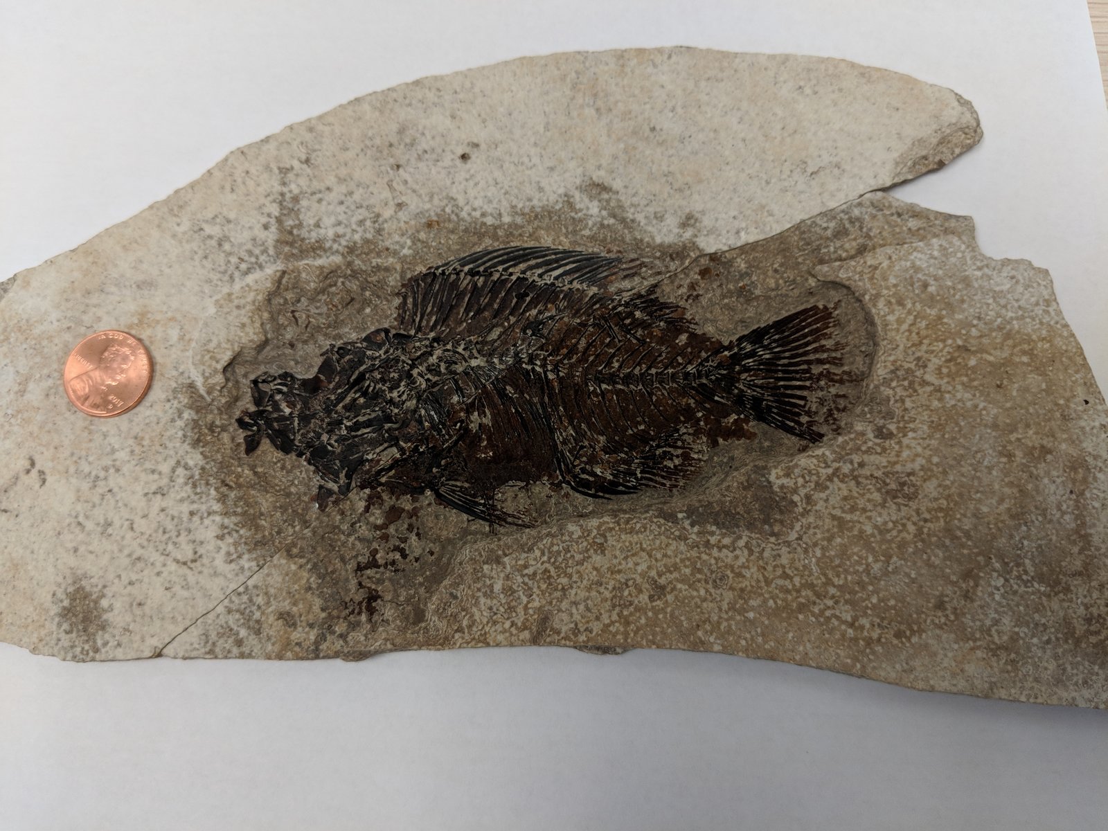 Split specimen from Green River in WY. Fossil seen in between layers ...