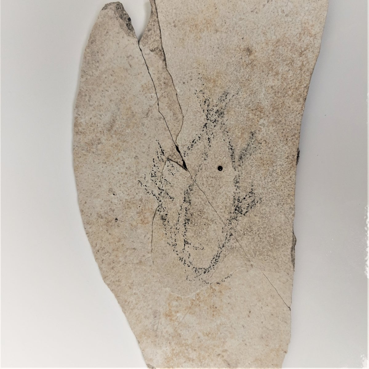 Split specimen from Green River in WY. Fossil seen in between layers ...