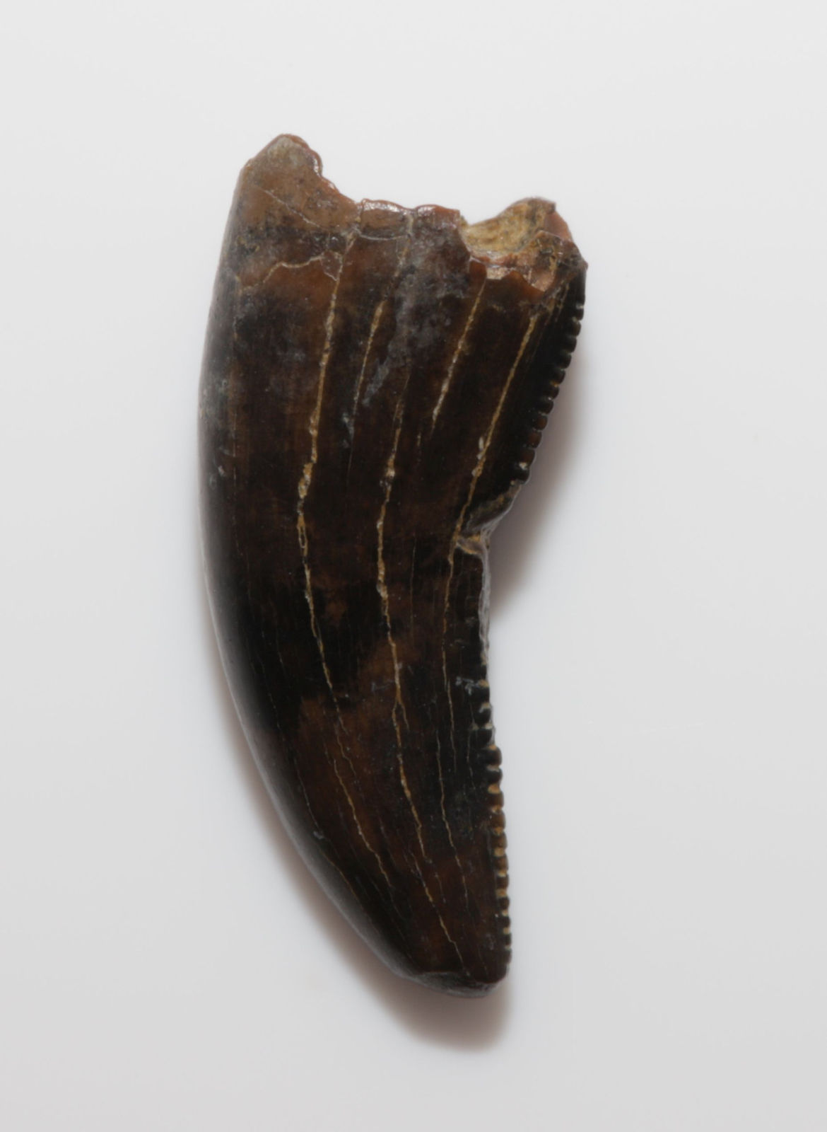 Theropod Teeth ID - Is It Real? How to Recognize Fossil Fabrications ...