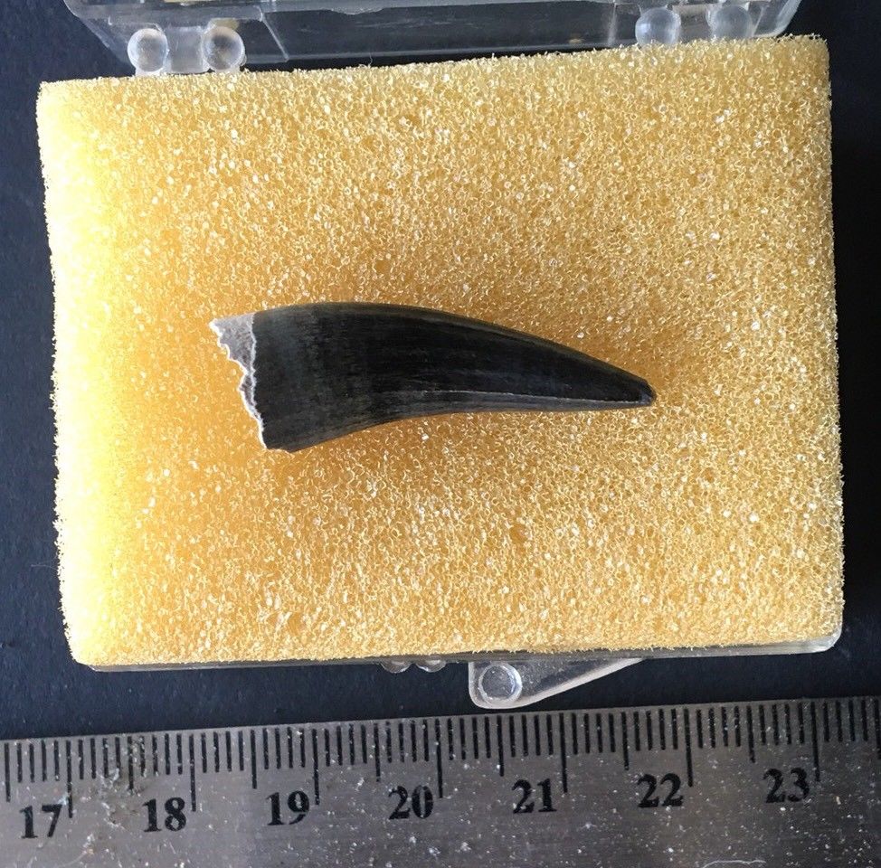 Croc tooth? Any ideas - Fossil ID - The Fossil Forum