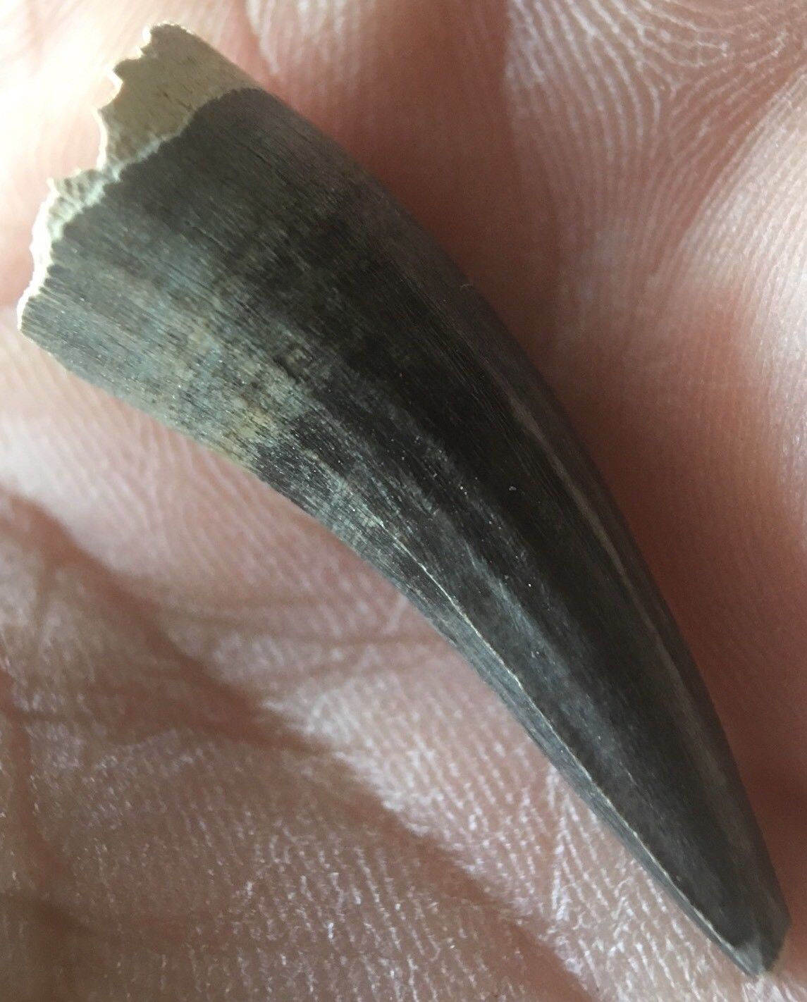 Croc tooth? Any ideas - Fossil ID - The Fossil Forum