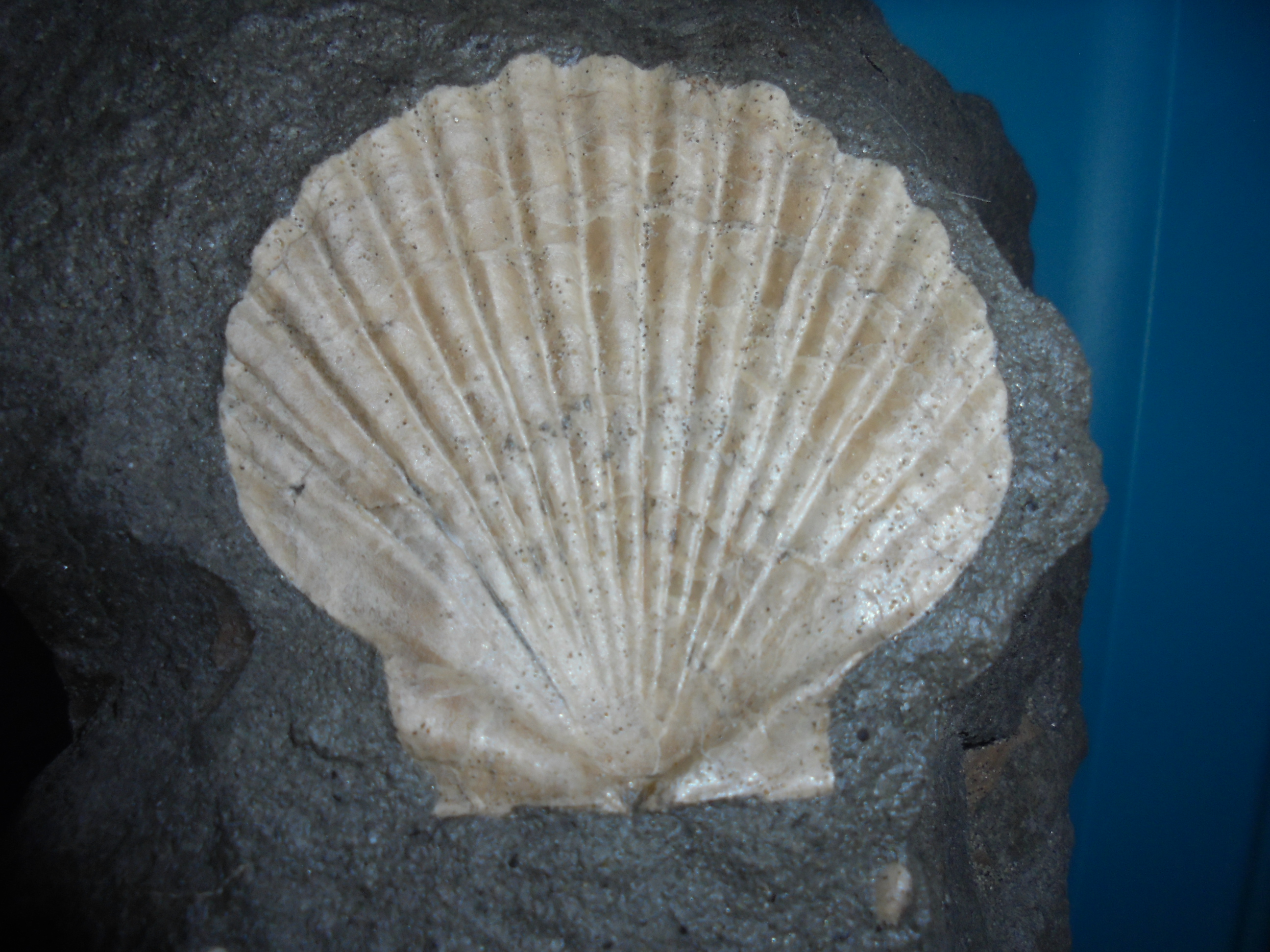Astoria Formation Fossils From Oregon Coast - General Fossil Discussion ...