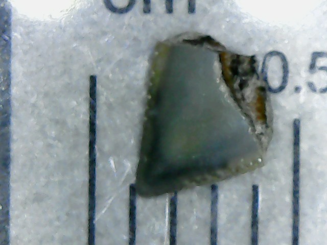 Micro teeth? - Fossil ID - The Fossil Forum