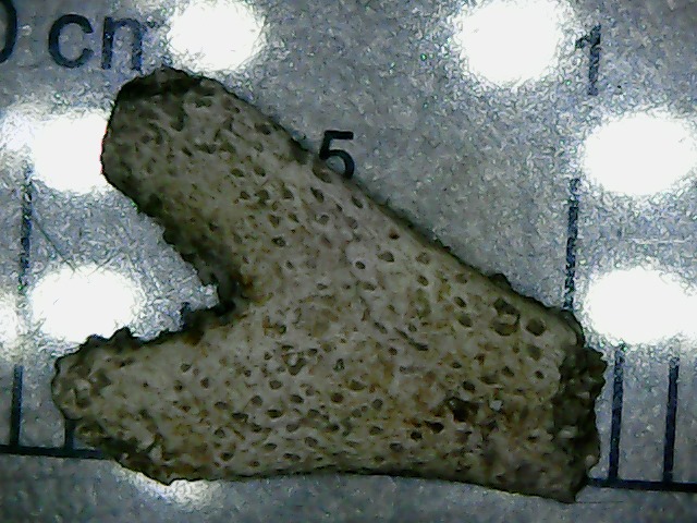 Micro teeth? - Fossil ID - The Fossil Forum