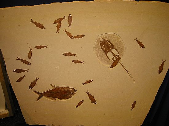 Mystery Fish - Fossil ID - The Fossil Forum