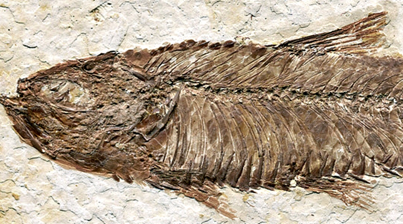 Mystery Fish - Fossil ID - The Fossil Forum