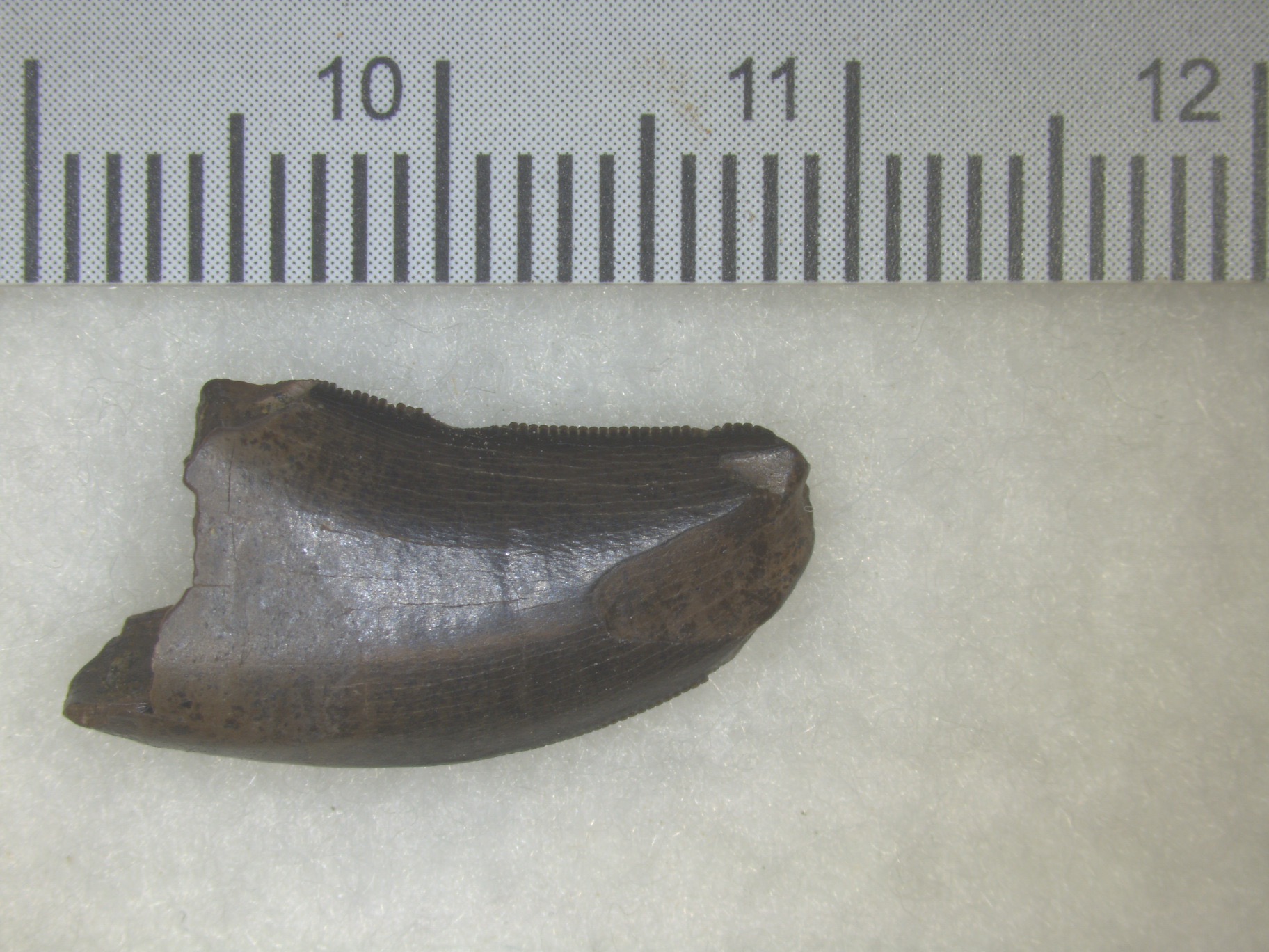 Worn Down Theropod Tooth - Fossil ID - The Fossil Forum