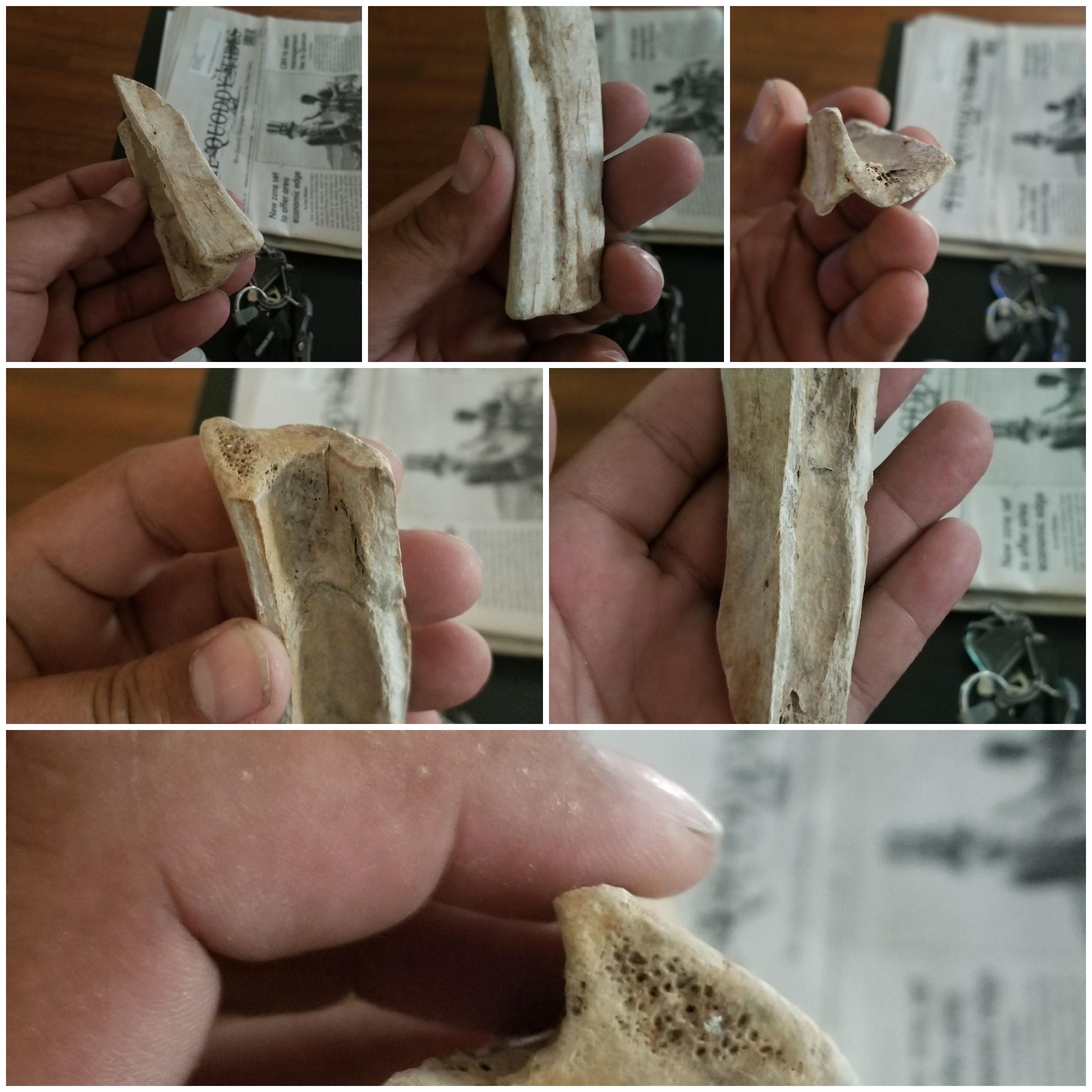 Fossilized bone section - Fossil ID - The Fossil Forum