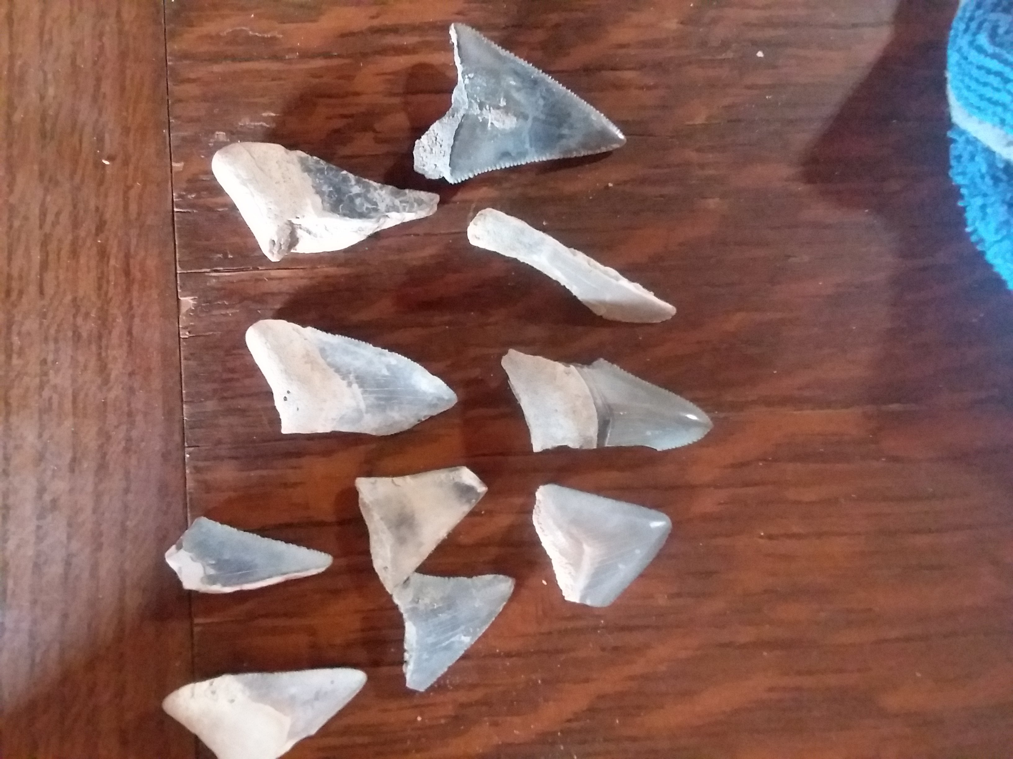 Bone valley blues - Fossil Hunting Trips - The Fossil Forum