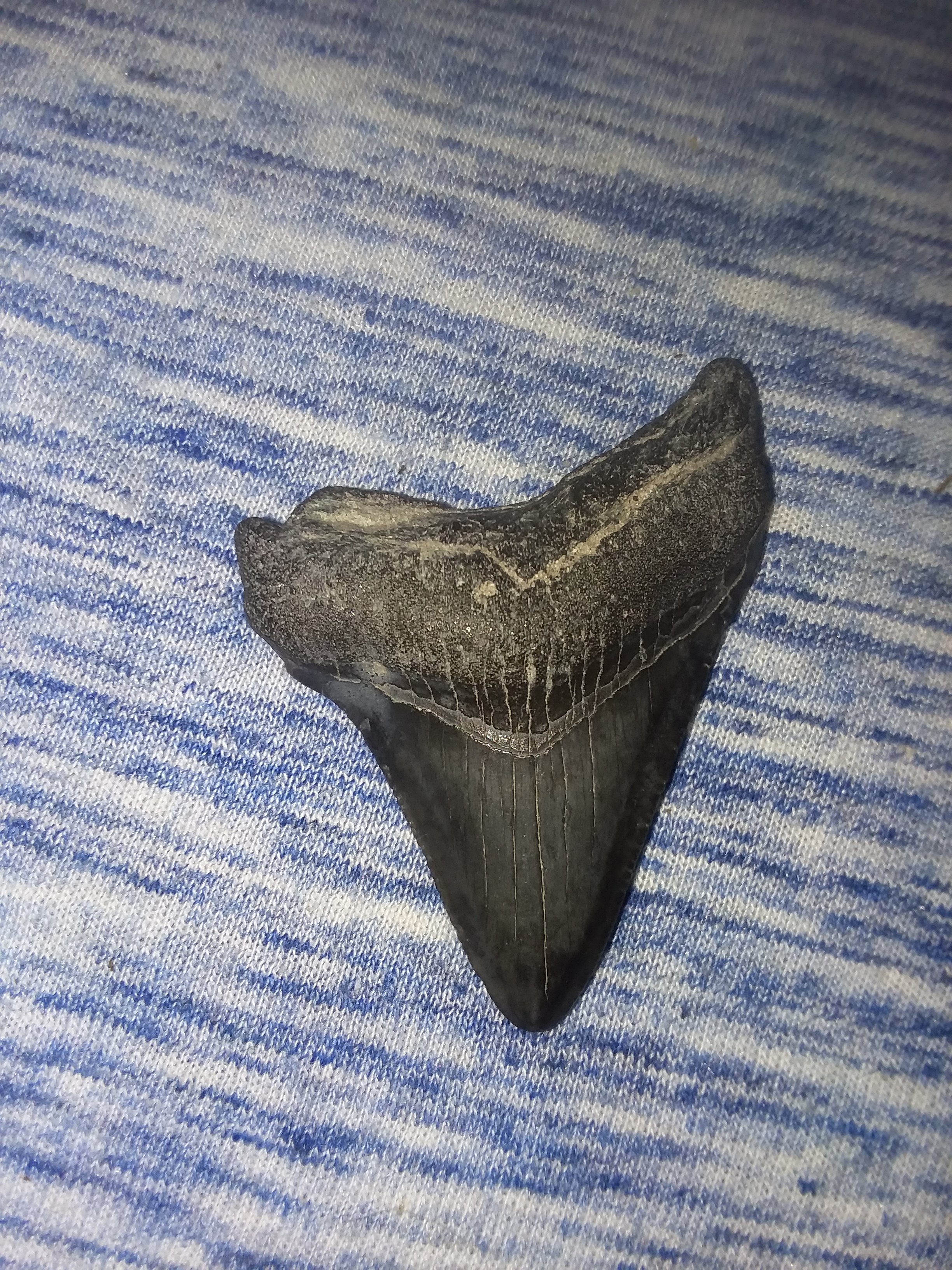 Bone valley blues - Fossil Hunting Trips - The Fossil Forum