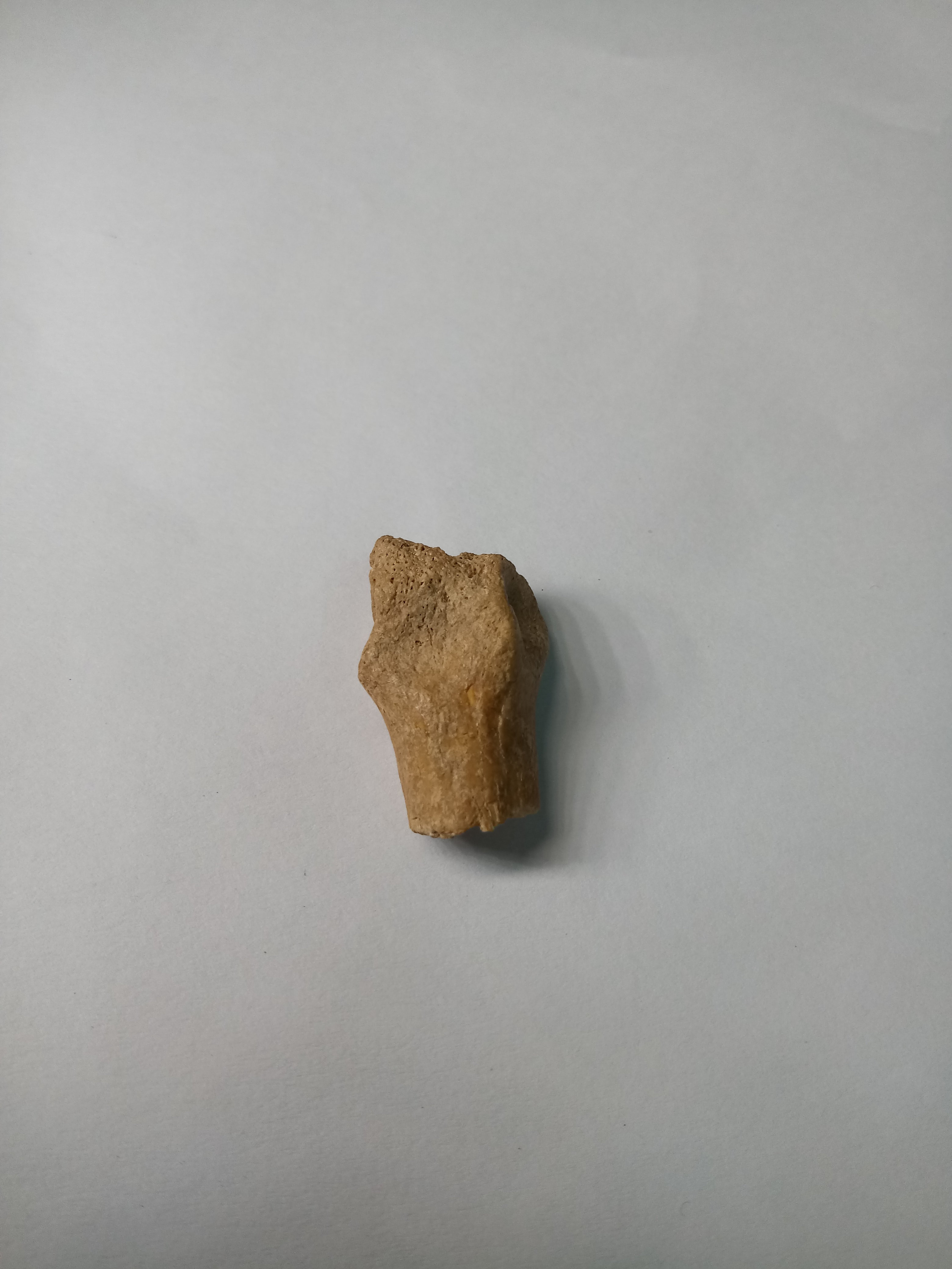 Morocco fossil - Fossil ID - The Fossil Forum