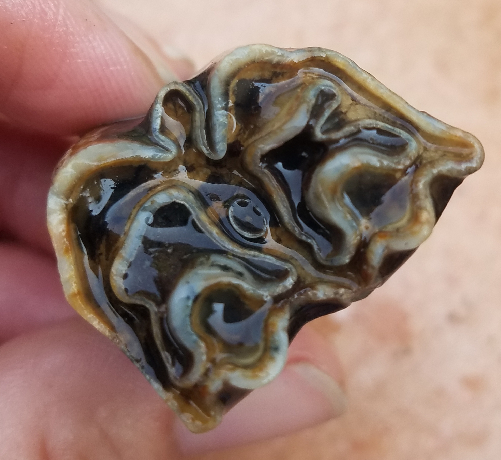 Cow or Bison Tooth? - Fossil ID - The Fossil Forum