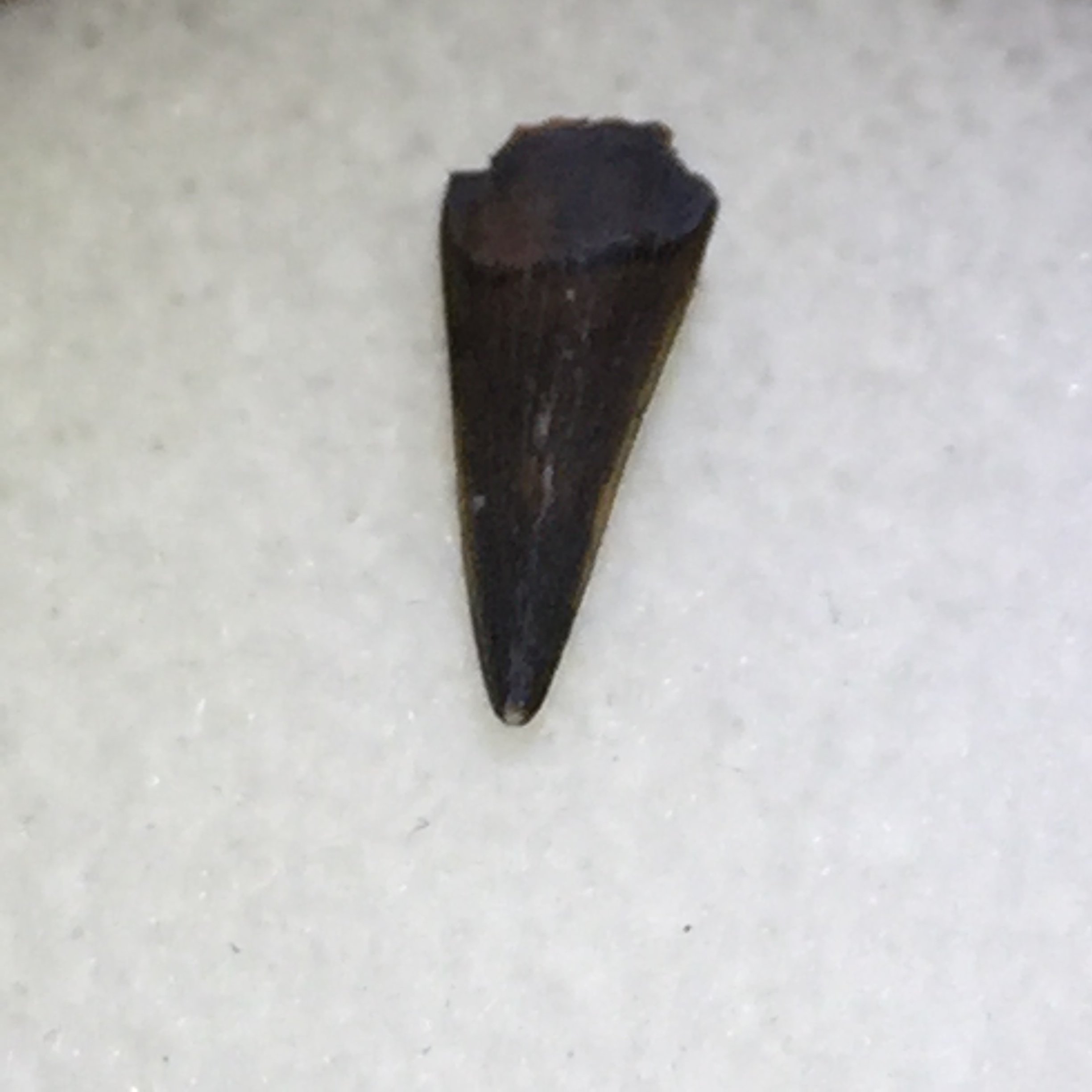 Is this tooth real? - Is It Real? How to Recognize Fossil Fabrications ...