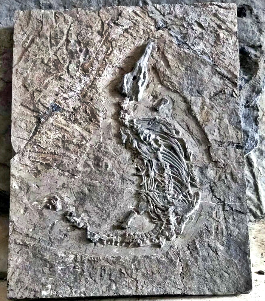 Xinpusaurus from Guanling - Is It Real? How to Recognize Fossil ...