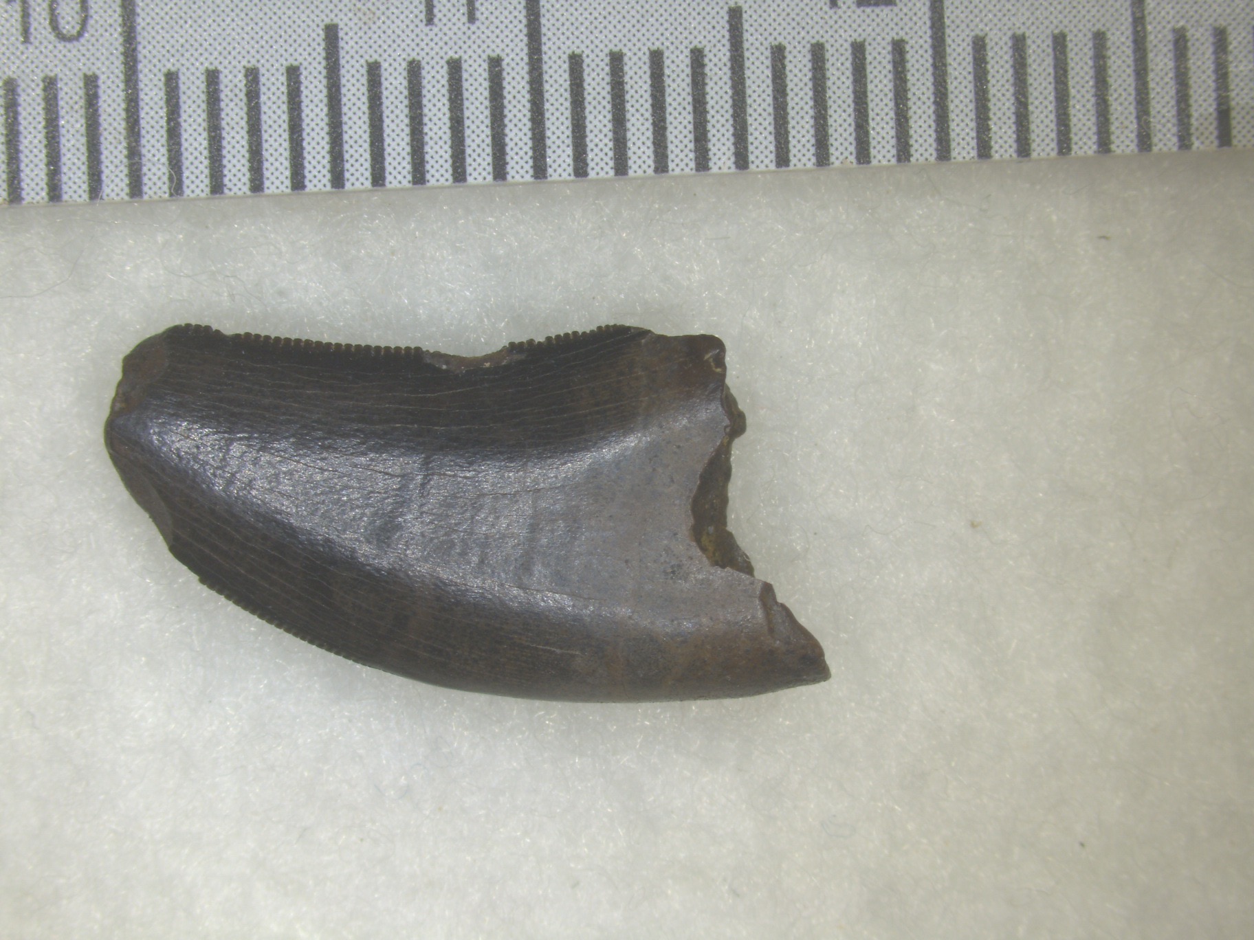 Worn Down Theropod Tooth - Fossil ID - The Fossil Forum