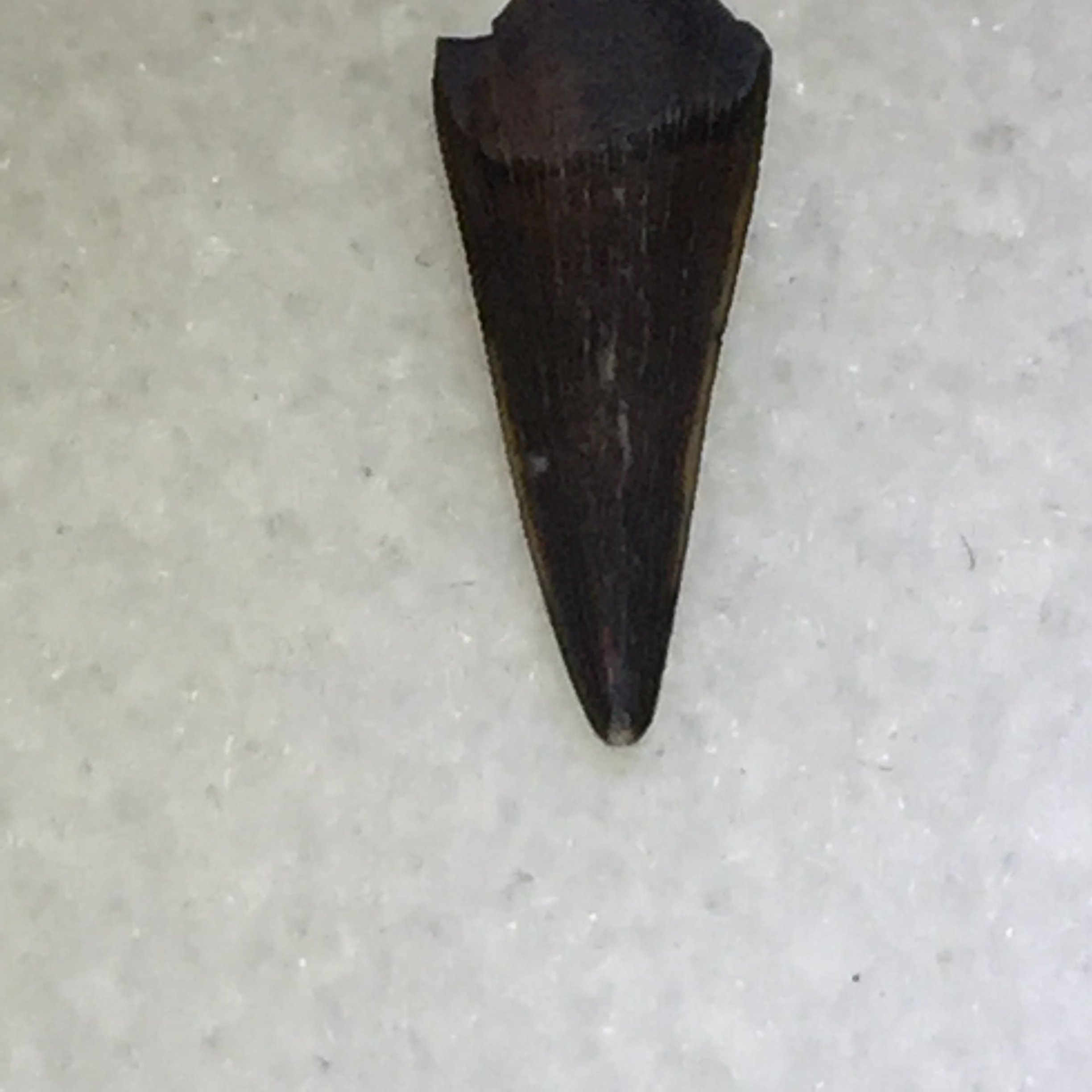 Is this tooth real? - Is It Real? How to Recognize Fossil Fabrications ...