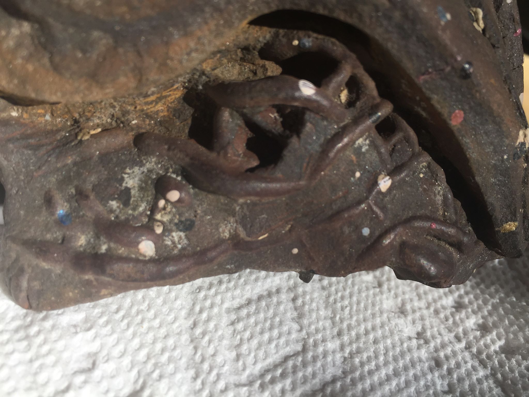 Trace in Md - Fossil ID - The Fossil Forum