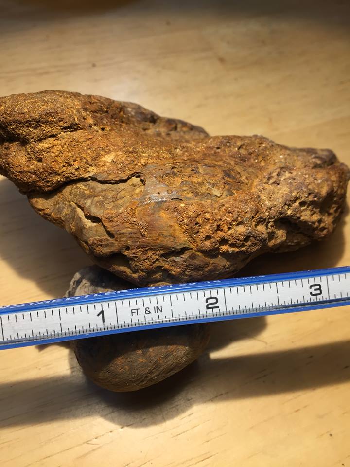 Nut or bivalve? - Fossil ID - The Fossil Forum