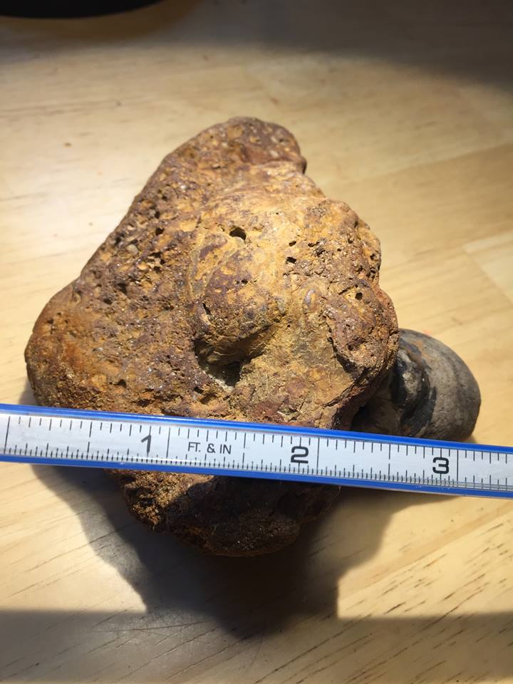 Nut or bivalve? - Fossil ID - The Fossil Forum