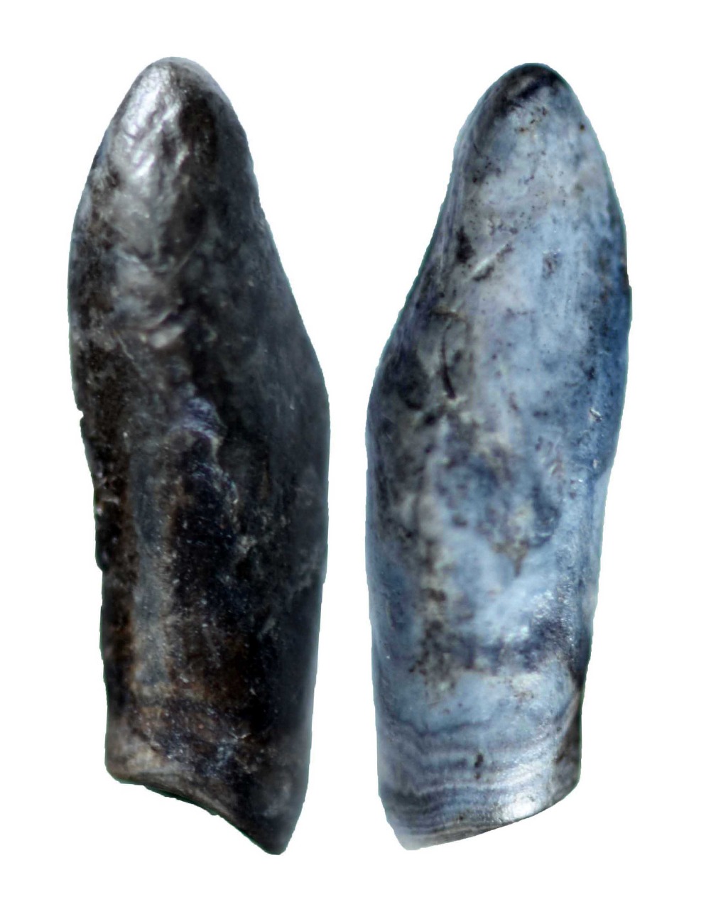 Diplodocid tooth form Lourinhã Formation ? - Fossil ID - The Fossil Forum