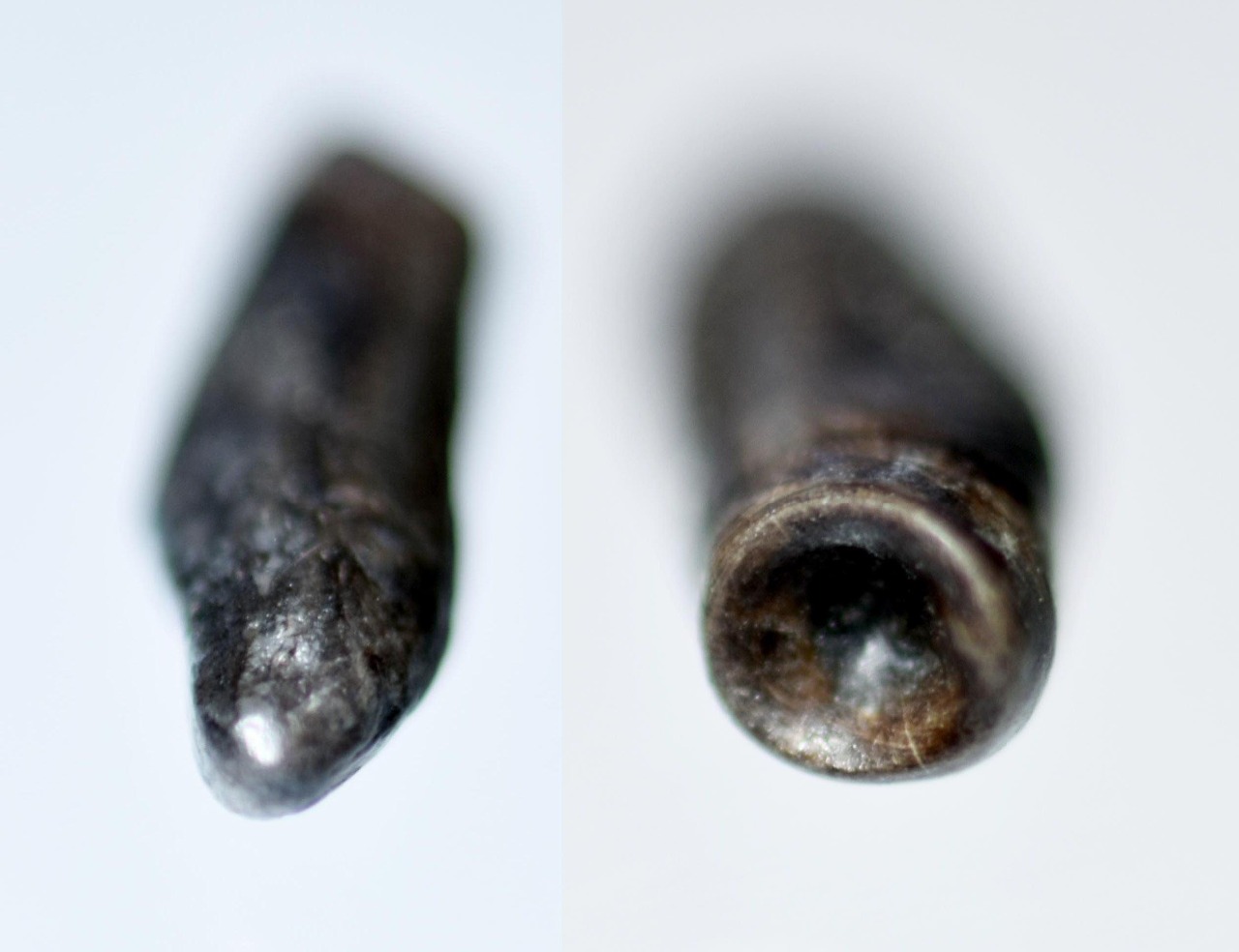 Diplodocid tooth form Lourinhã Formation ? - Fossil ID - The Fossil Forum