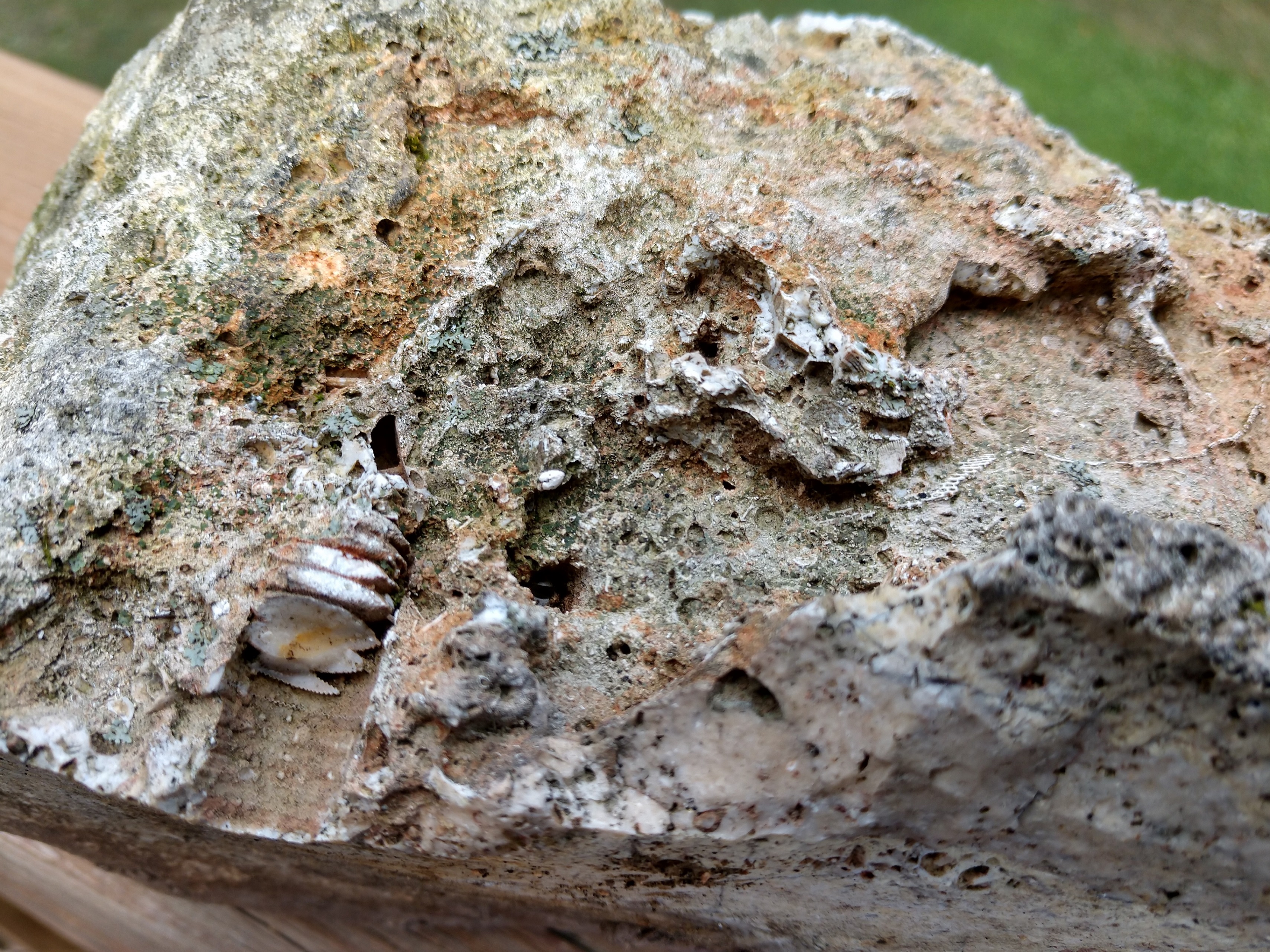 Snake fossil? - Fossil ID - The Fossil Forum