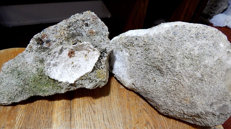 Rock or Shell? - Fossil ID - The Fossil Forum