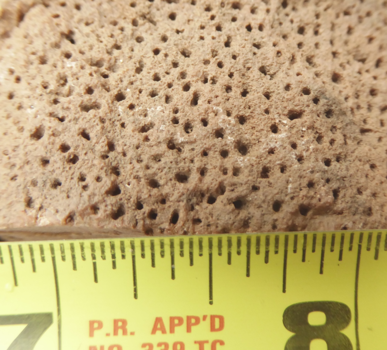 Paleozoic Adventures in Arizona - Fossil Hunting Trips - The Fossil Forum