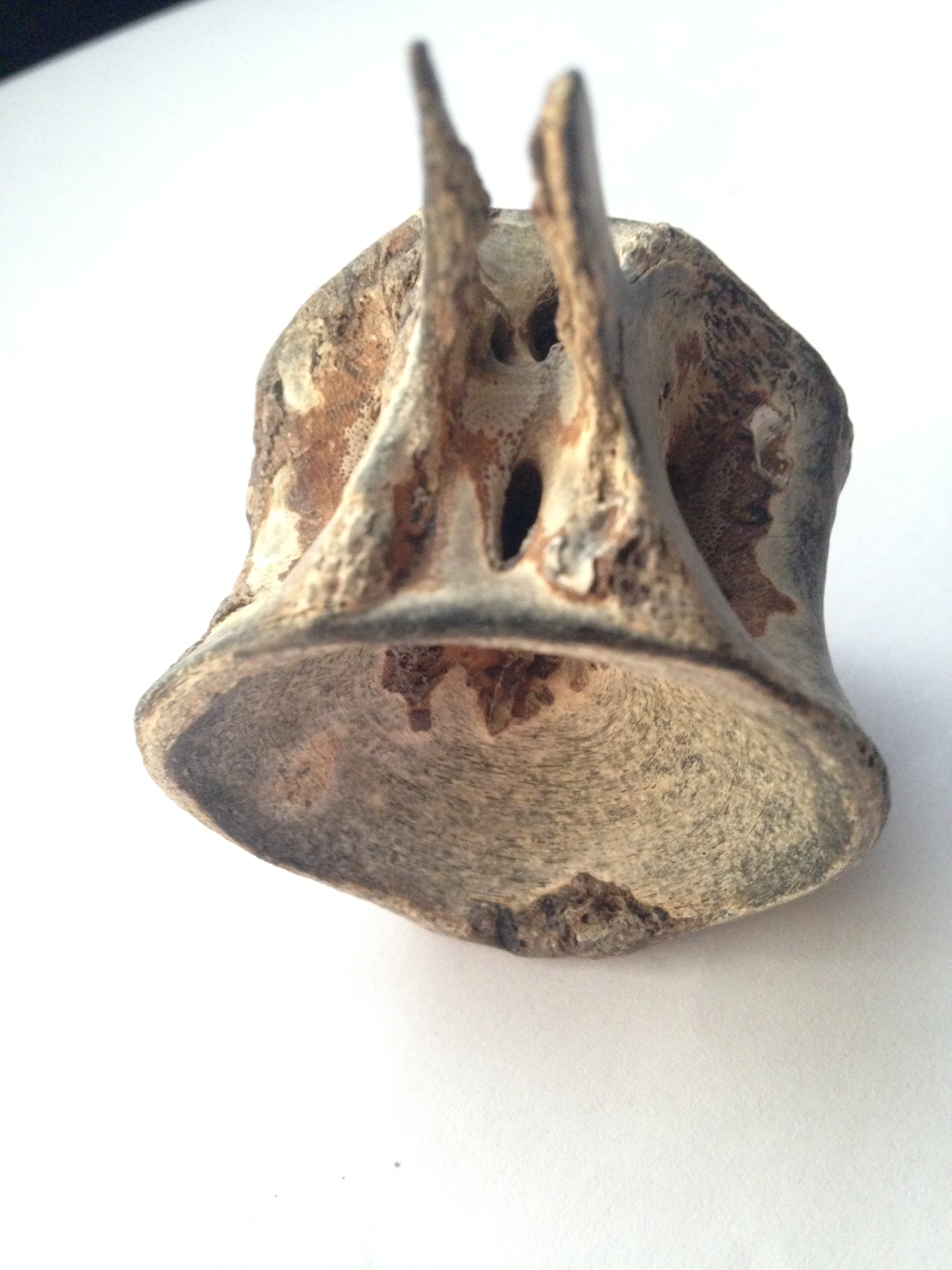 Is this a bone? - Fossil ID - The Fossil Forum