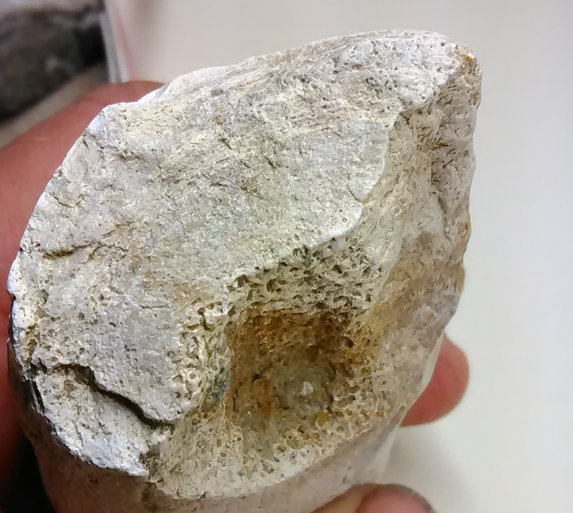 Unknown. Peace River Formation, Bone Valley Member - Fossil ID - The ...