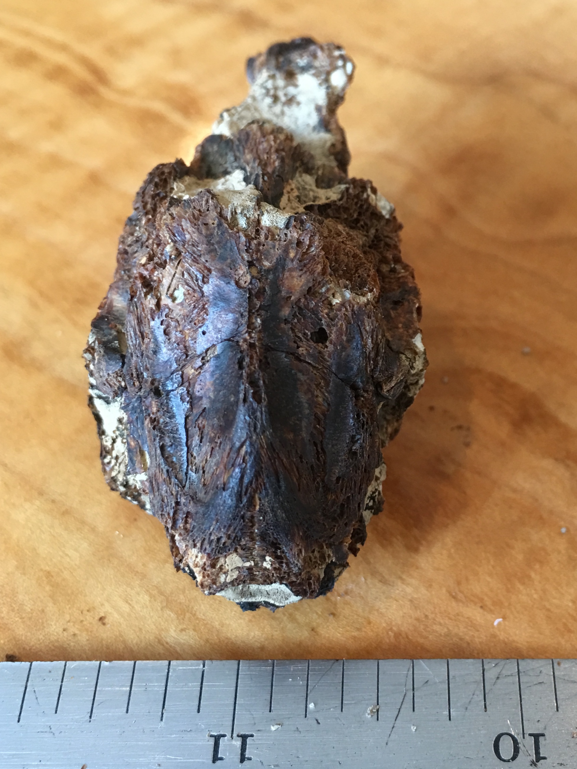 Fish Skull ID - Fossil ID - The Fossil Forum
