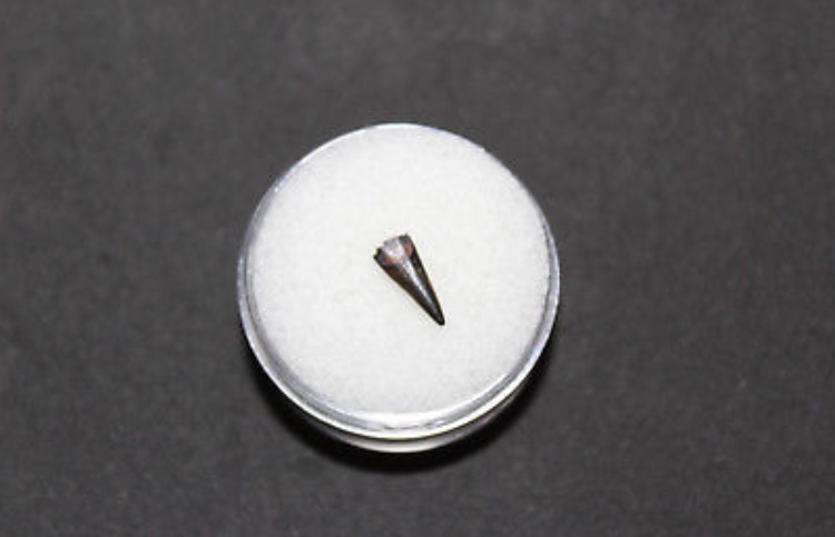 Is this tooth real? - Is It Real? How to Recognize Fossil Fabrications ...