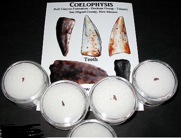 Coelophysis Teeth - Fossil ID - The Fossil Forum