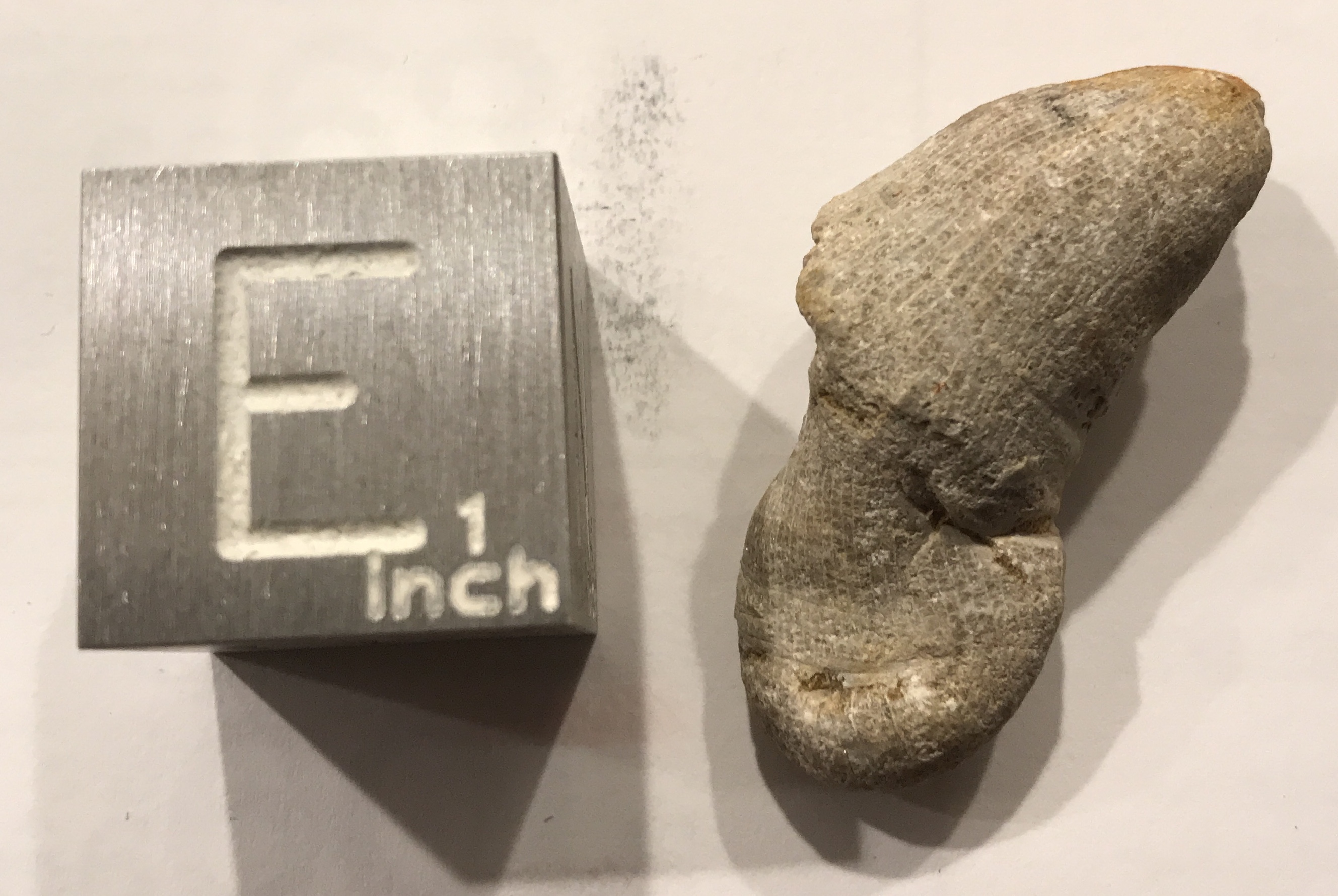 From a friend in Utah - Fossil ID - The Fossil Forum