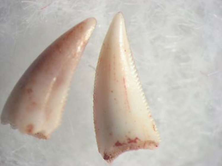 Coelophysis Teeth - Fossil ID - The Fossil Forum