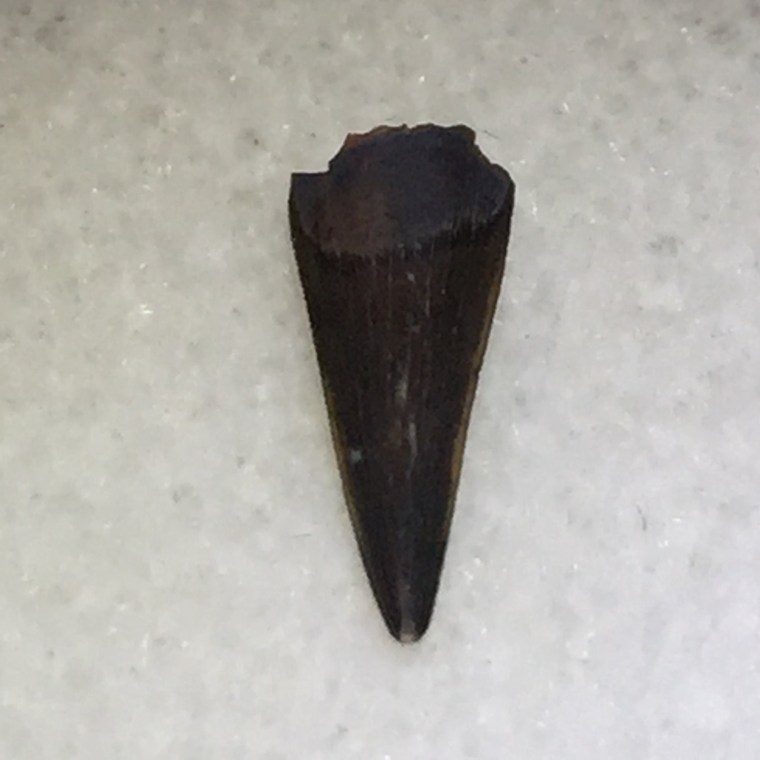 Is this tooth real? - Is It Real? How to Recognize Fossil Fabrications ...