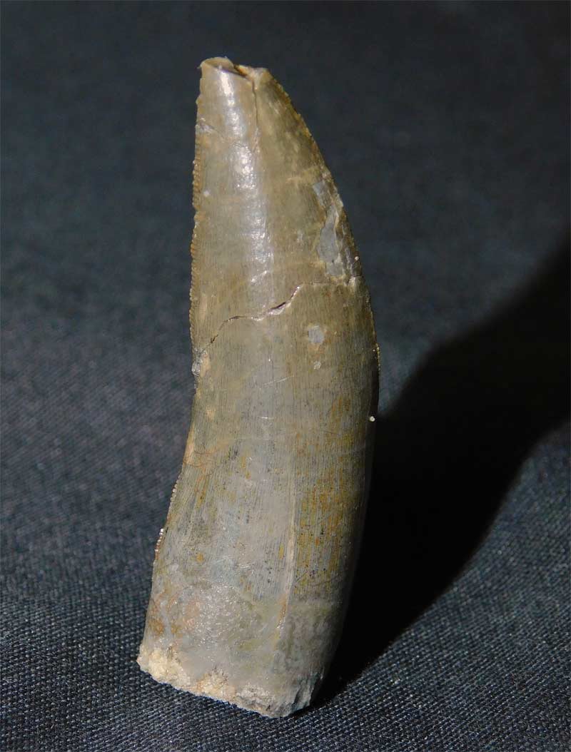 Neovenator tooth from Isle of Wight? - Fossil ID - The Fossil Forum