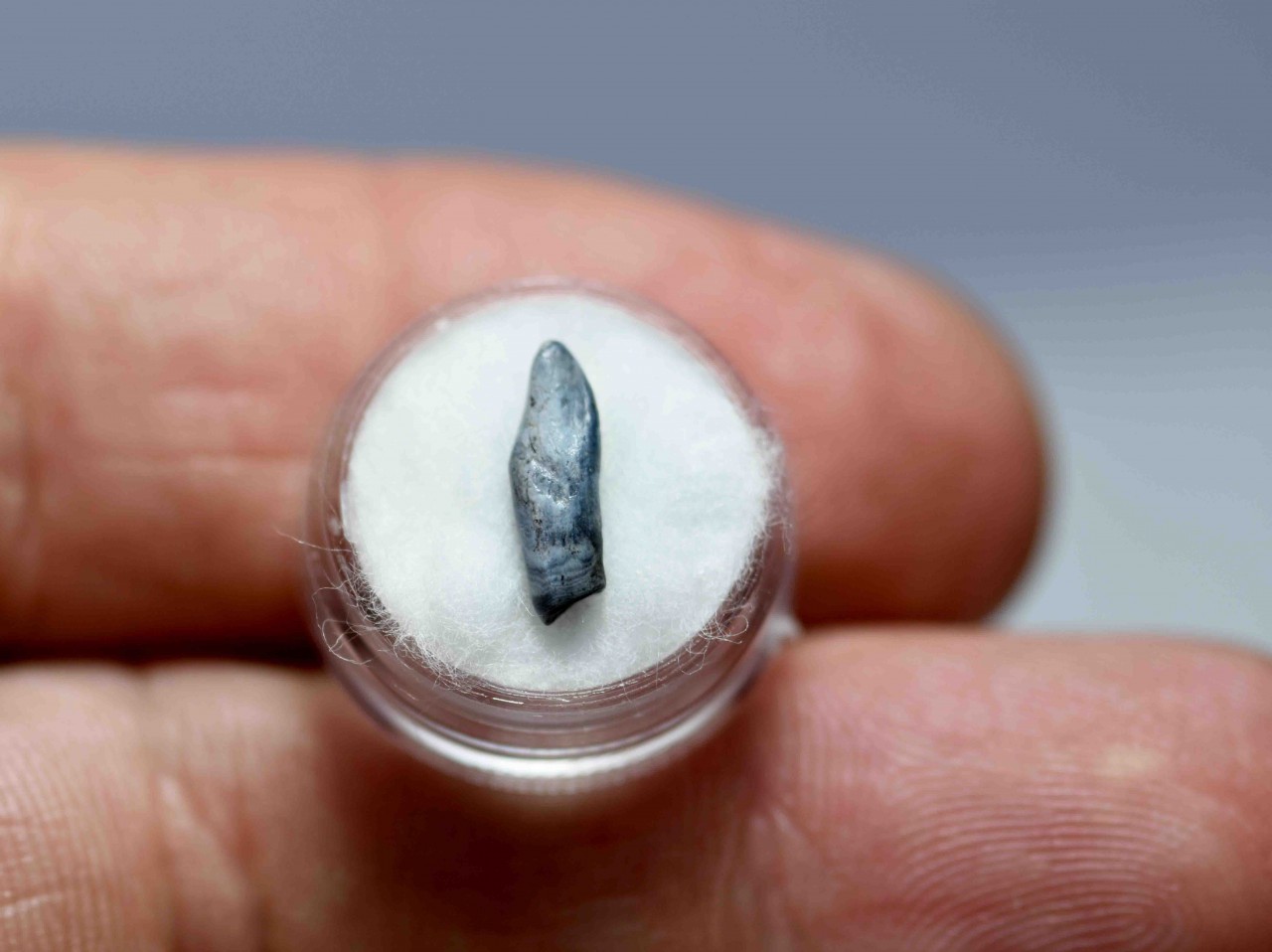 Diplodocid tooth form Lourinhã Formation ? - Fossil ID - The Fossil Forum