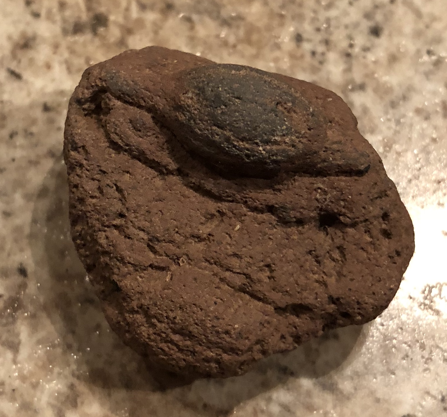 Is this the fossil of a seed? - Fossil ID - The Fossil Forum