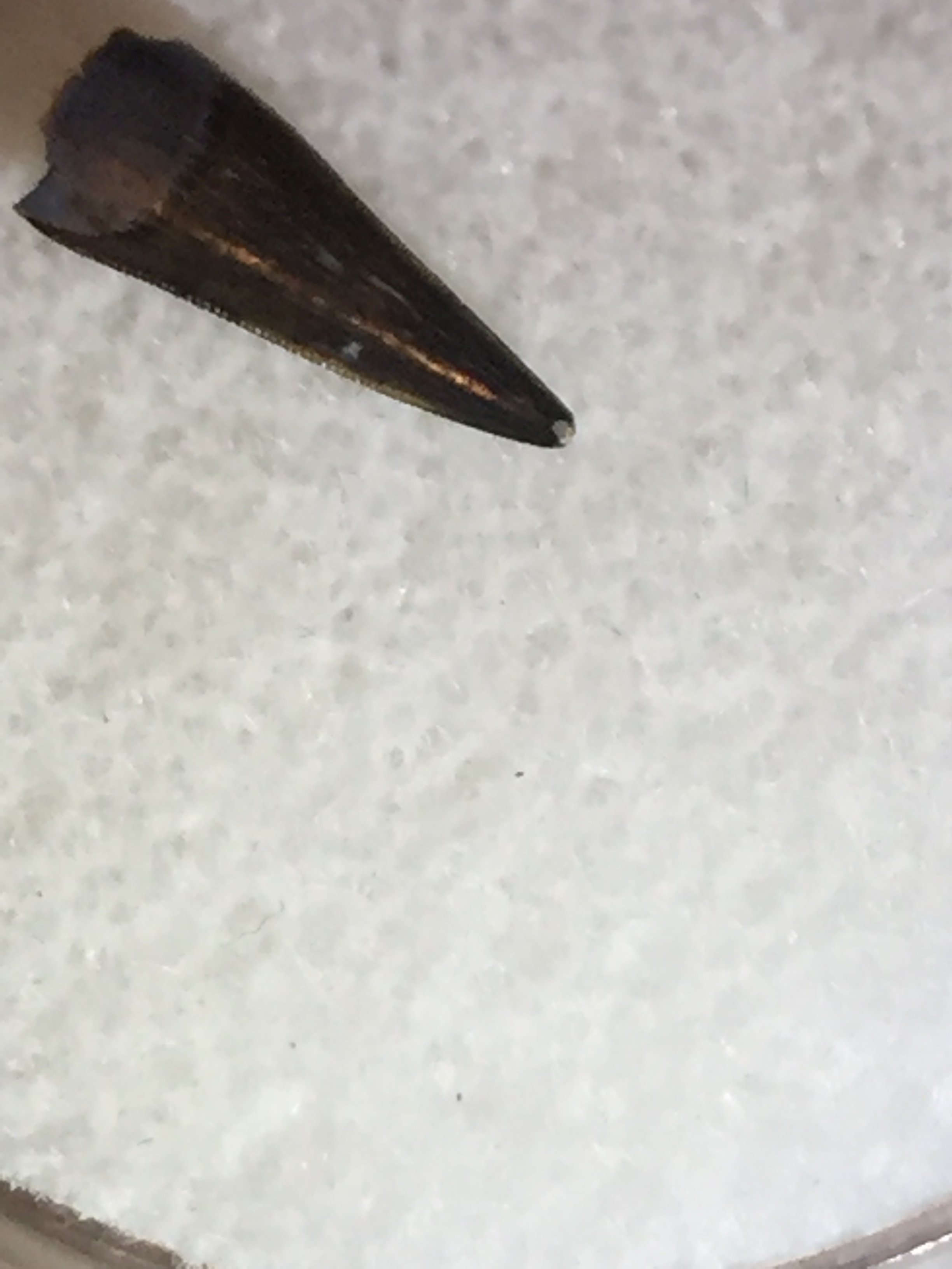 Is this tooth real? - Is It Real? How to Recognize Fossil Fabrications ...