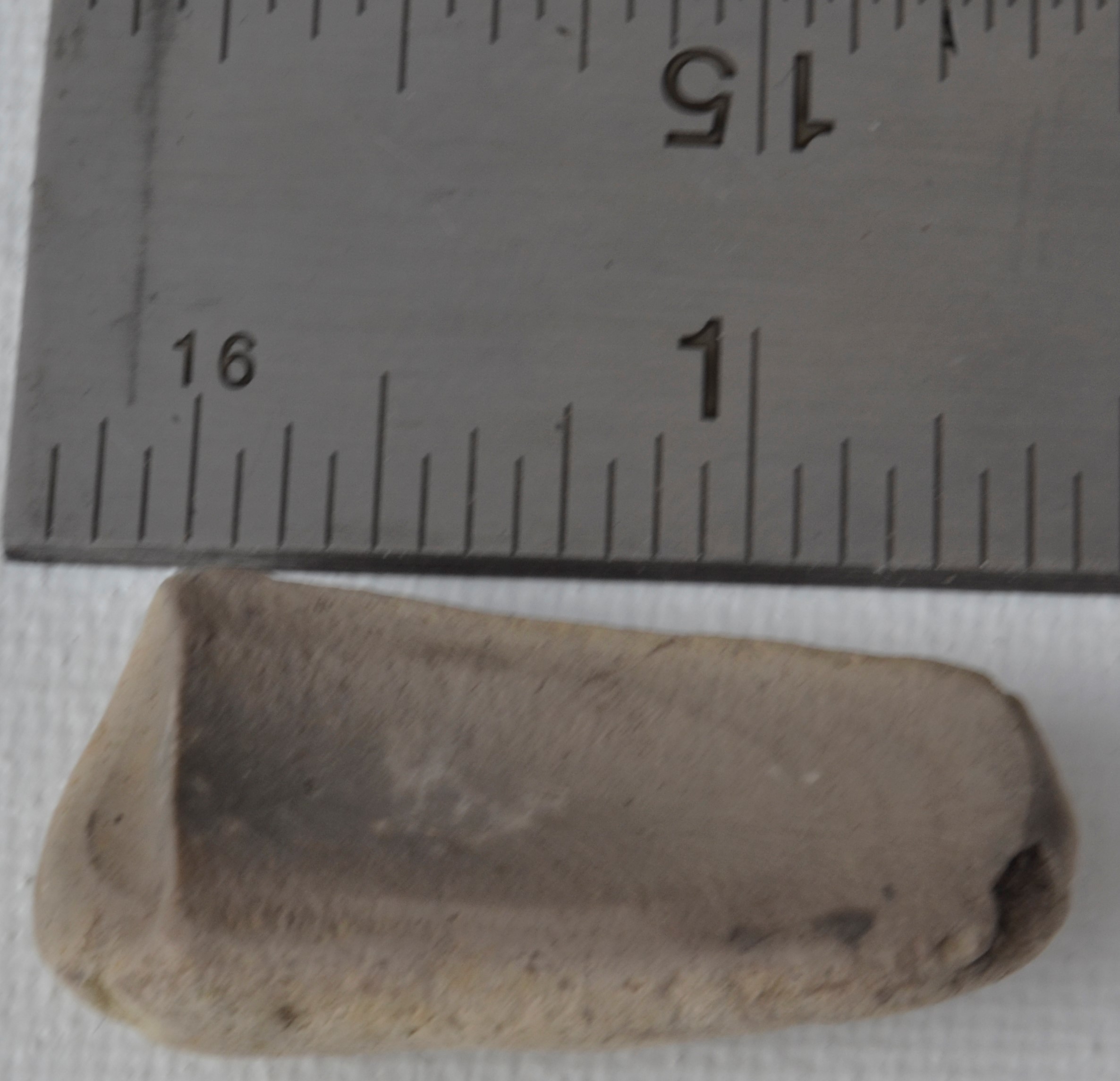 Unknown. Peace River Formation, Bone Valley Member - Fossil ID - The ...